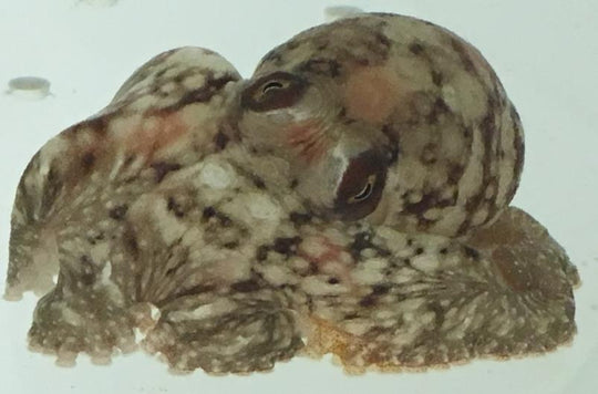 Visual Signals of the Eastern Pacific Red Octopus (Octopus rubescens ...