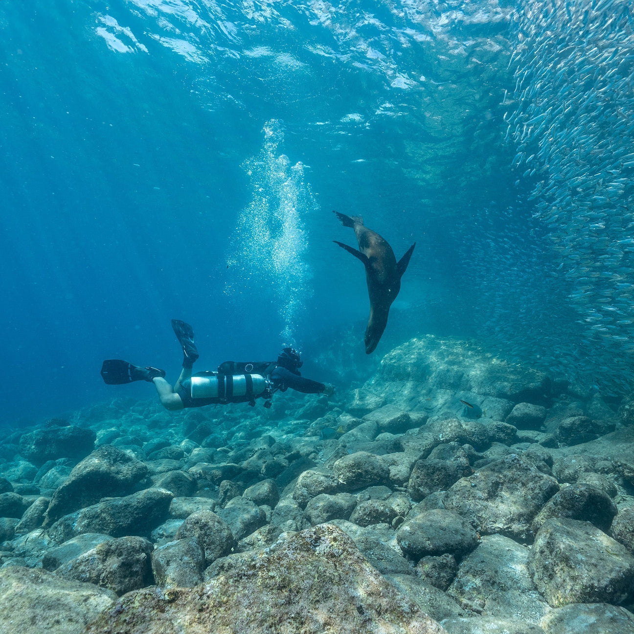 Diving in The World’s Aquarium – Shearwater Research Inc