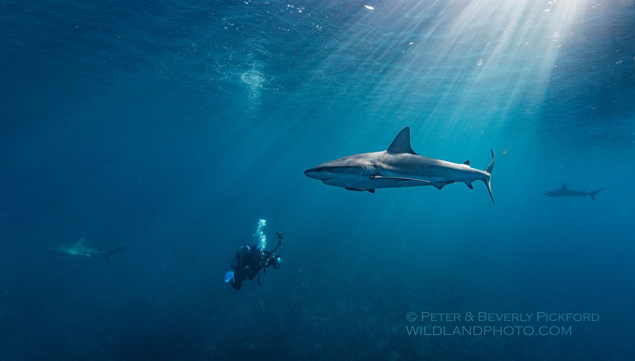 Jumping in the Deep End – Shearwater Research Inc