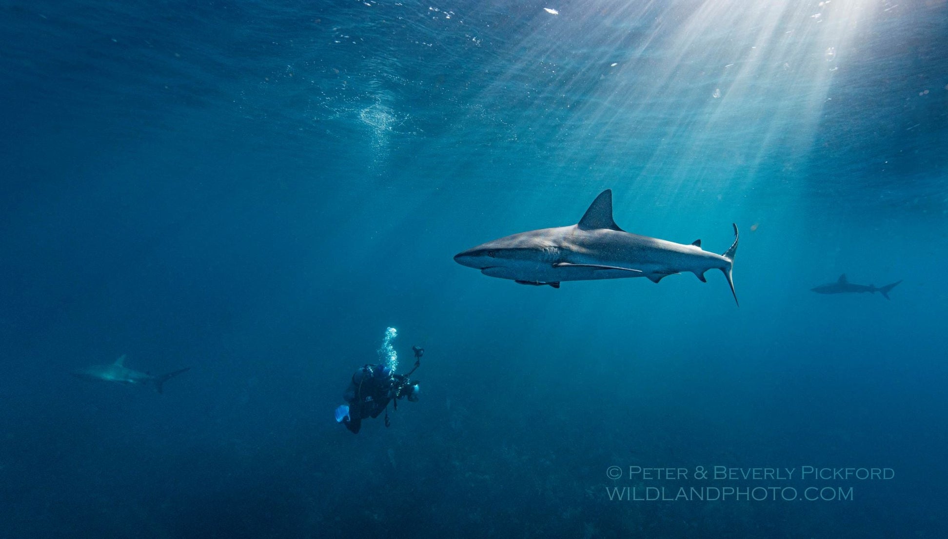 Jumping in the Deep End – Shearwater Research Inc