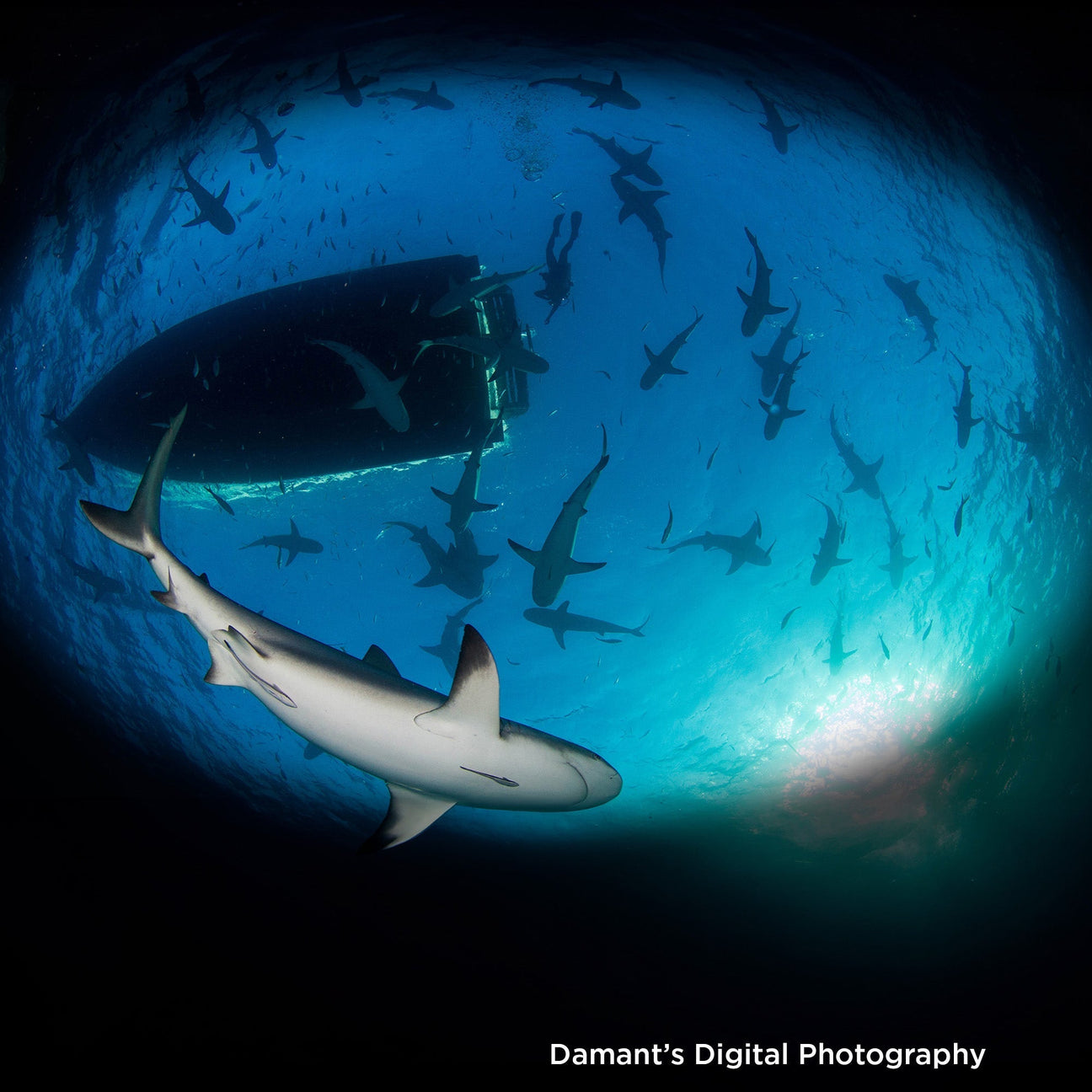 A Divers Guide to Sharks of the North Pacific – Shearwater Research Inc
