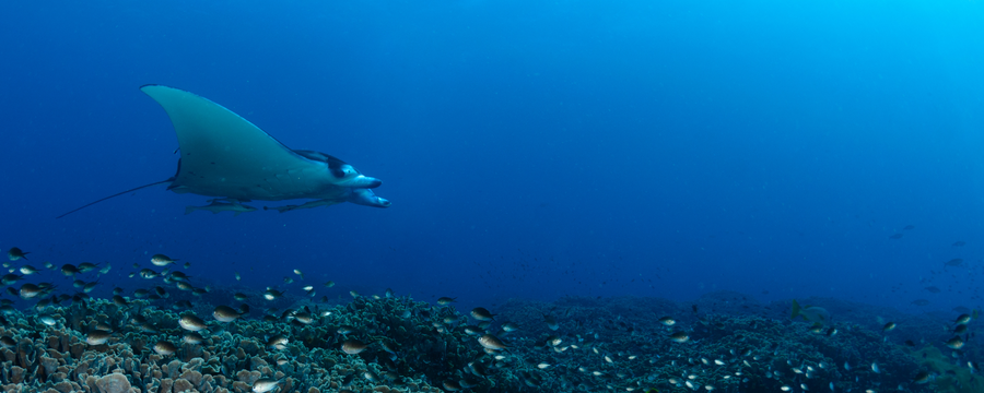 SHEARWATER 云端 – Shearwater Research Inc.