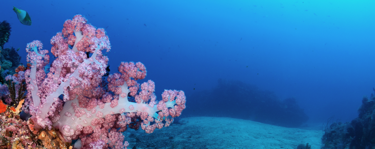 TERN – Shearwater Research Inc.