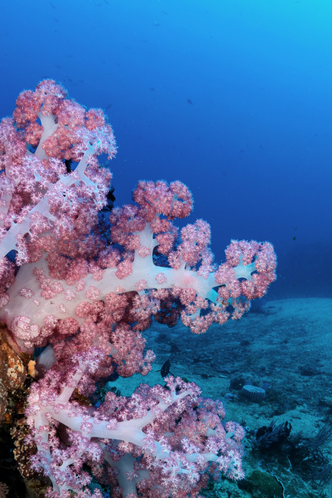 Petrel 3 – Shearwater Research Inc.